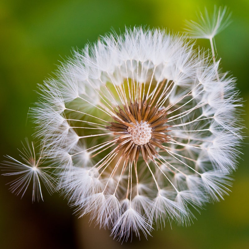 Nature Prints - Etsy