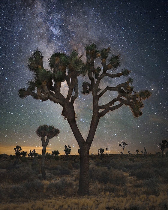 Joshua Tree Milky Way Digital Download, Print Yourself and Save, Fine ...