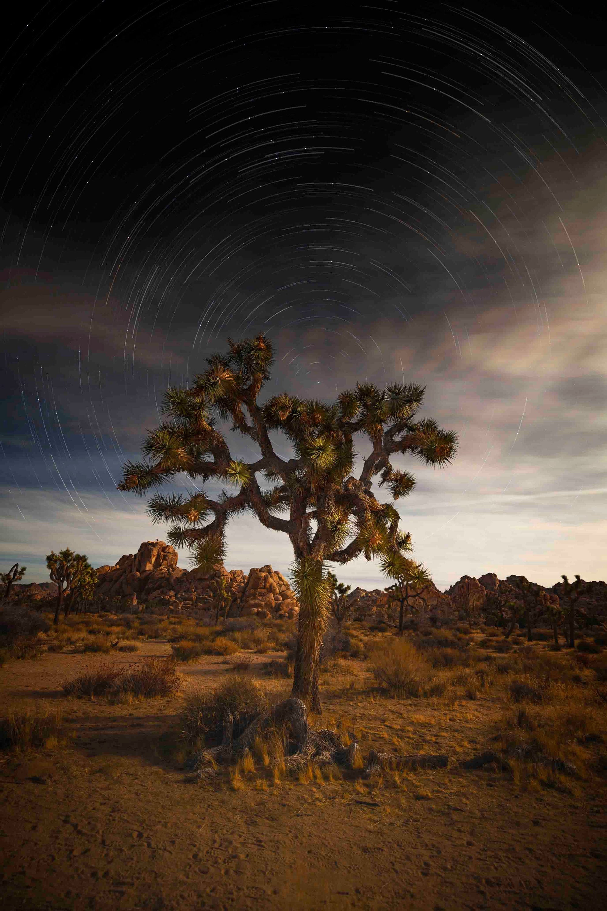 Joshua Tree Star Trails Digital Download, Fine Art Photography Print ...