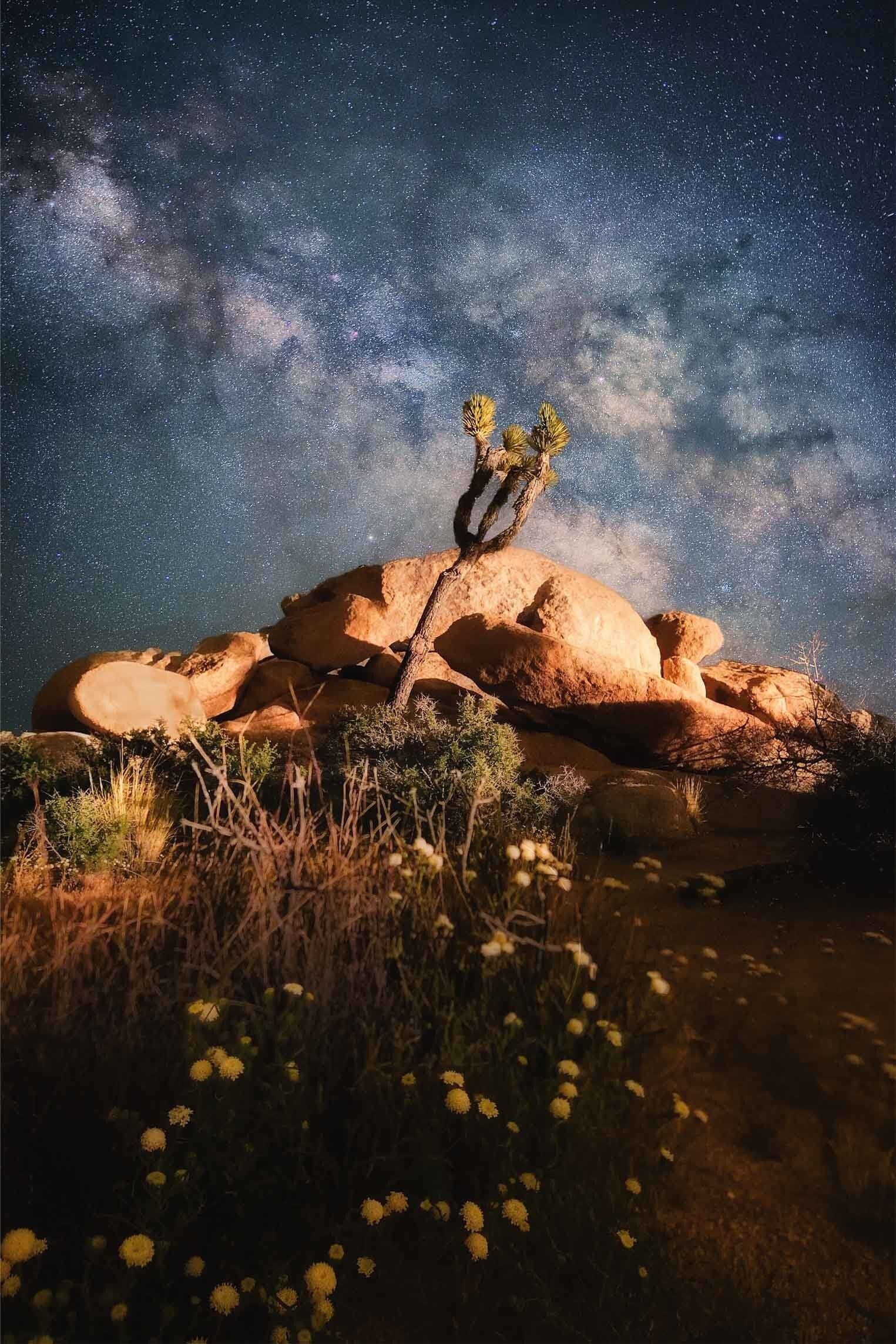 Beautiful Joshua Tree Milky Way, Fine Art Photography Print, Boho ...