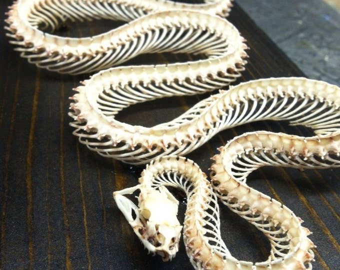 Articulated Cornsnake Skeleton - Etsy