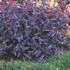 30 Starts of PURPLE QUEEN Gorgeous, Hardy and Vigorous Decotative Plant ...