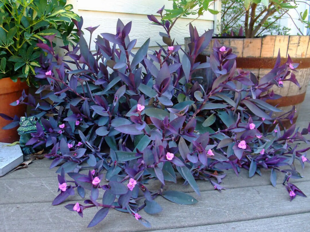 30 Starts of PURPLE QUEEN Gorgeous, Hardy and Vigorous Decotative Plant ...