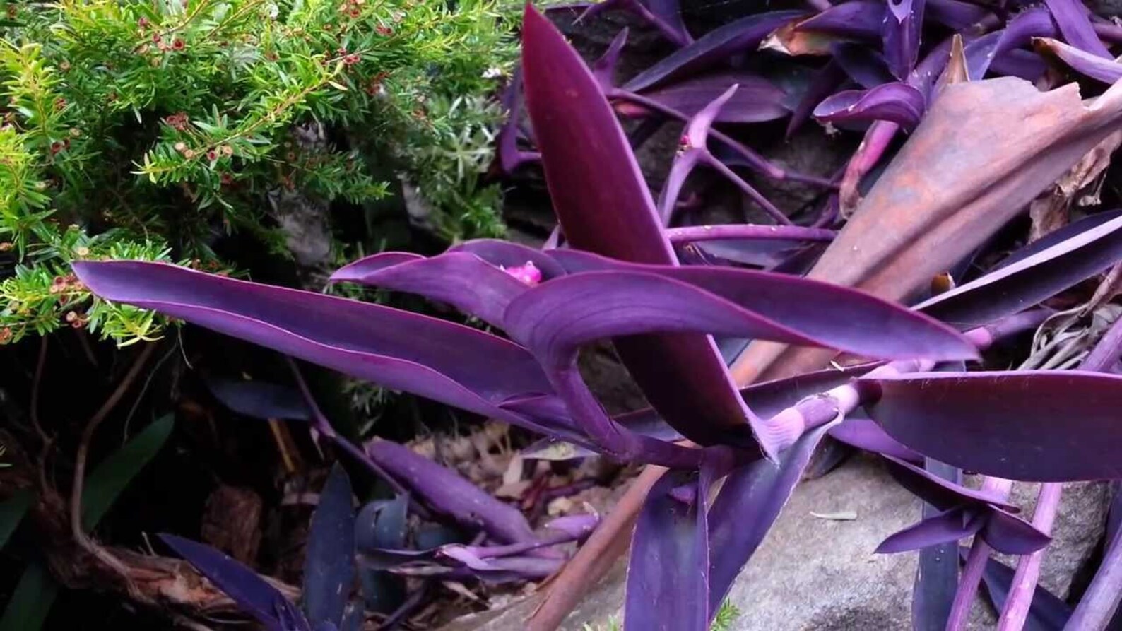 10 Starts of PURPLE QUEEN Gorgeous Hardy and Vigorous - Etsy