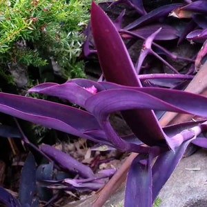 30 Starts of PURPLE QUEEN Gorgeous, Hardy and Vigorous Decotative Plant ...