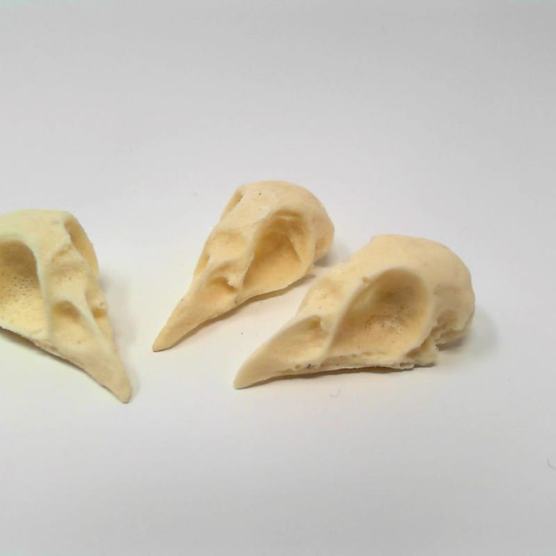 Bird Skull - Etsy