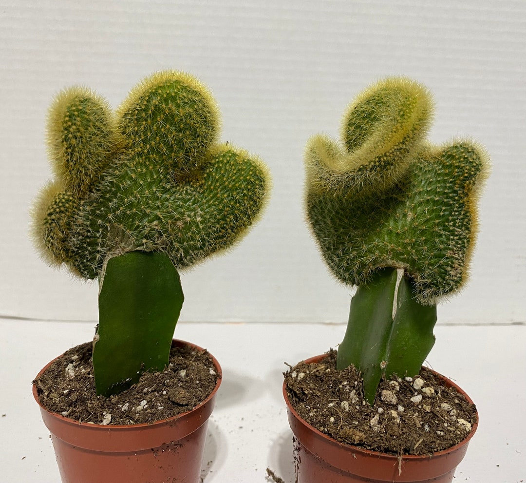 Medium Cactus Plant Grafted Cristata Wave, an Incredibly Unique Cactus ...
