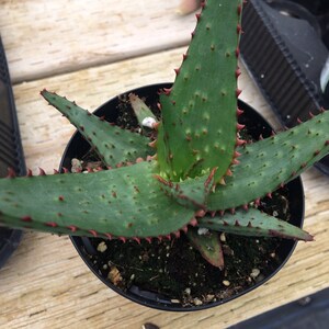 Medium Succulent Plant. Aloe AJR. Limited and Beautiful Plant. - Etsy