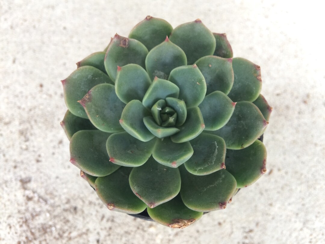 Small Succulent Plant. Echeveria 'elfstone'. A Beautifully Colored ...