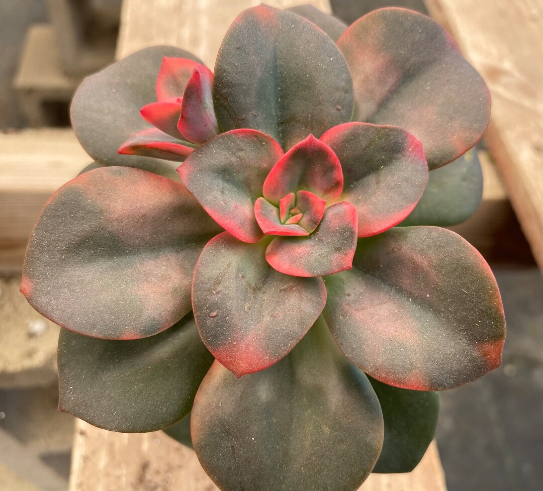 Succulent Plant Small Echeveria Chroma Hybrid. A Unique Rosette With ...