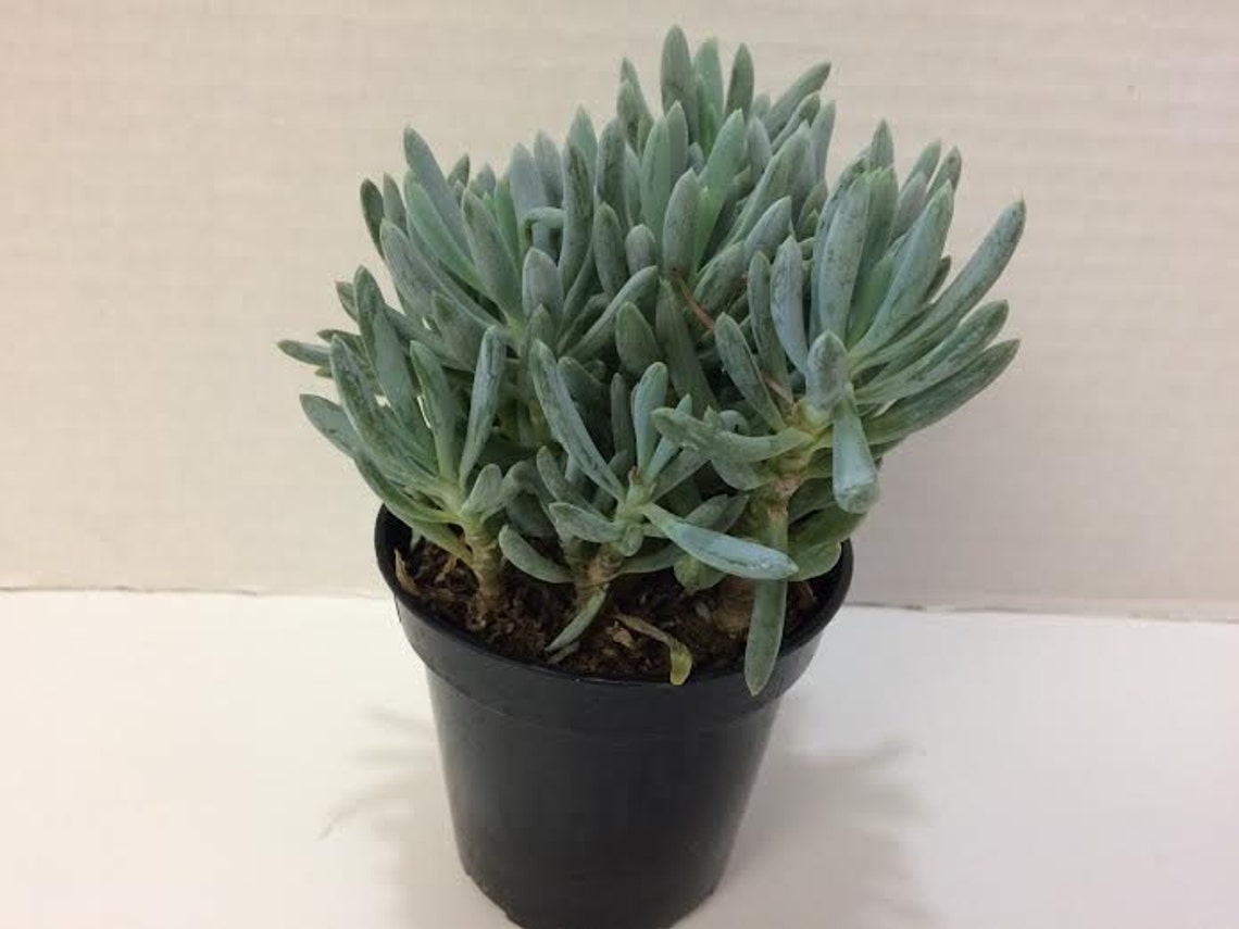 Medium Succulent Plant Senecio Repens Blue Chalk Sticks - Etsy