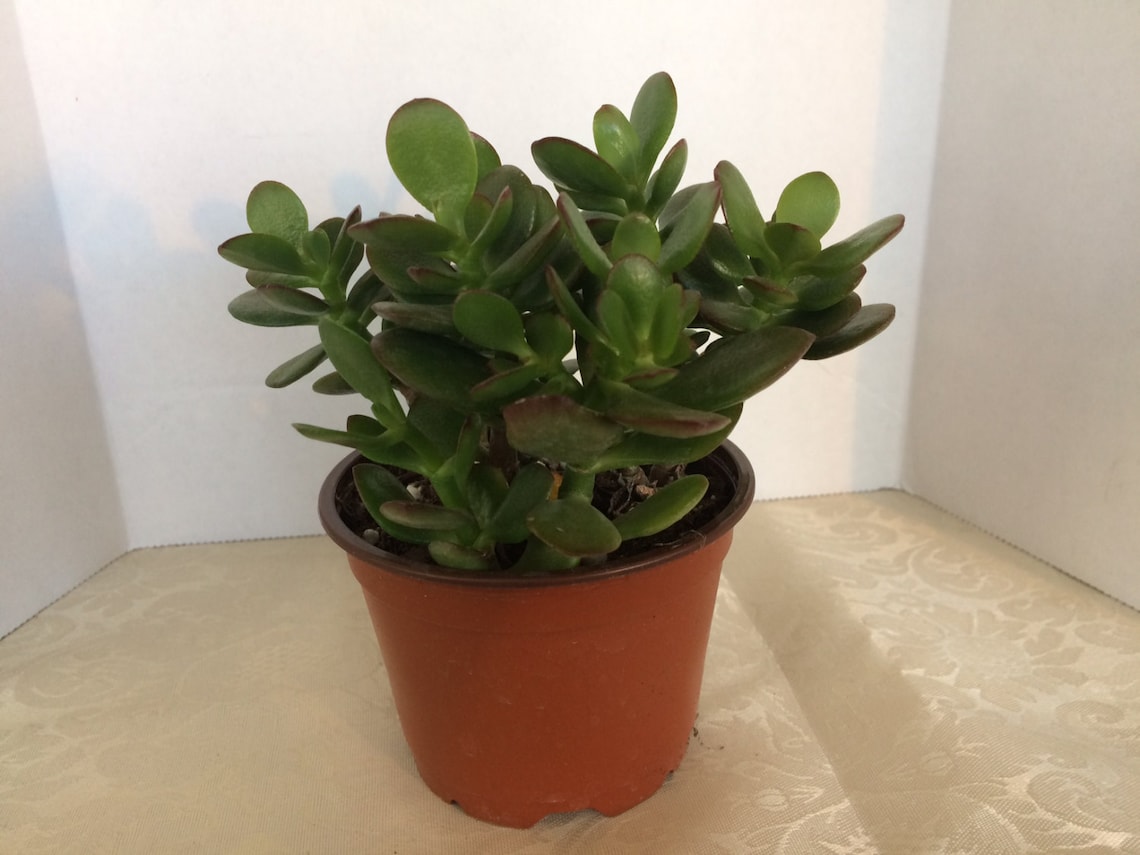 Medium Succulent Plant. Medium Compact Mini Jade Compacta. - Etsy