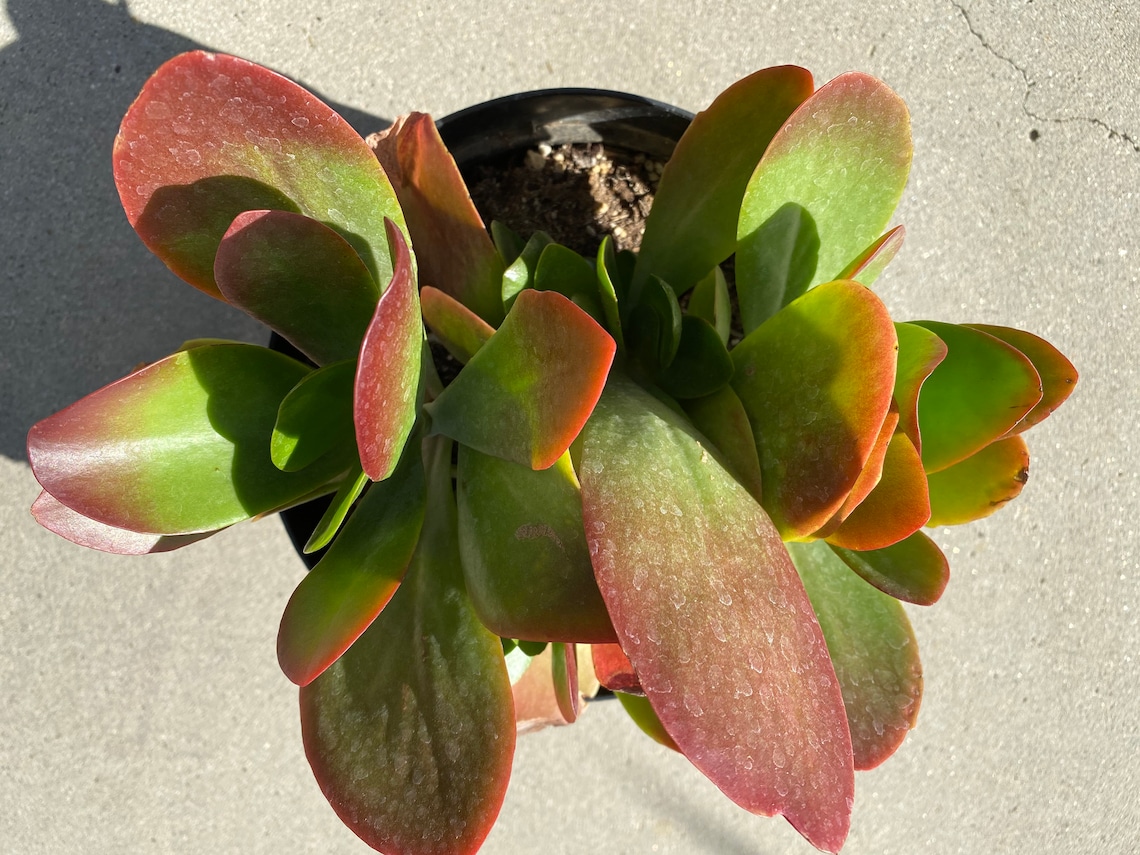 Mature Succulent Plant Kalanchoe 'Dragonfire'. A | Etsy