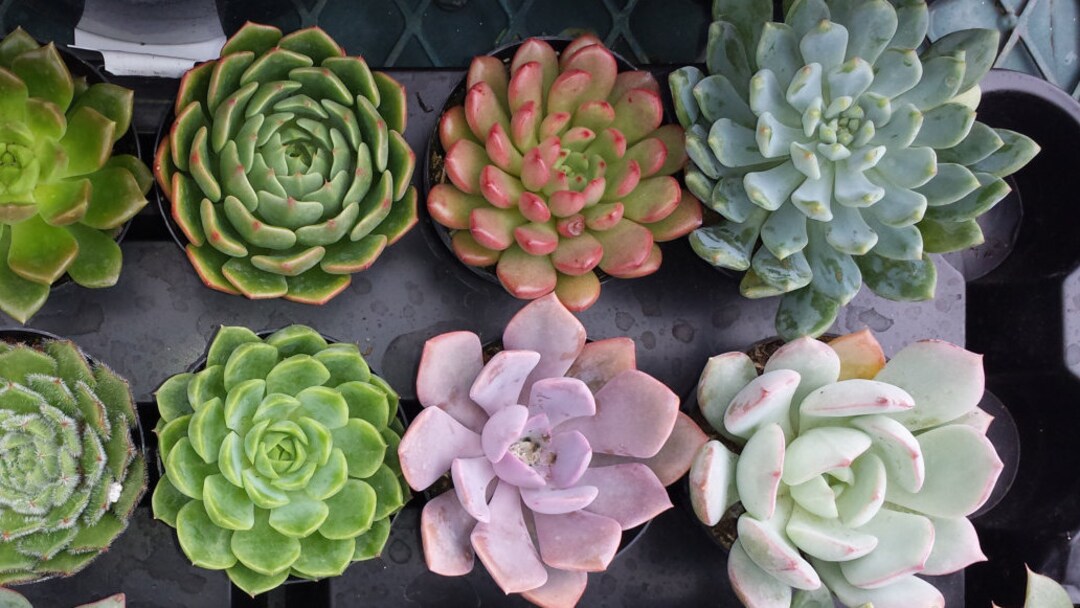Succulent Plant. Group of 55 Assorted Succulent Plants. - Etsy