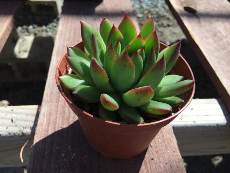 Medium Succulent Plant Agavoides Pulidonis - Etsy
