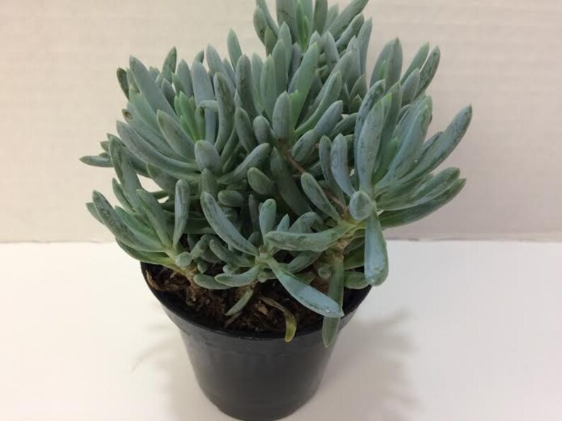 Medium Succulent Plant Senecio Repens Blue Chalk Sticks - Etsy