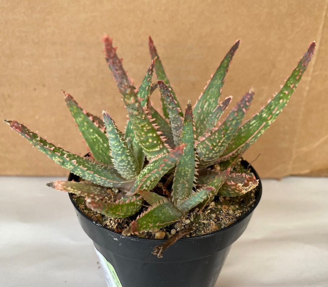 Succulent Plant. Medium Aloe 'purple Haze' Hybrid. A Rare and Limited ...