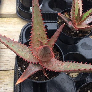 Medium Succulent Plant. Aloe AJR. Limited and Beautiful Plant. - Etsy