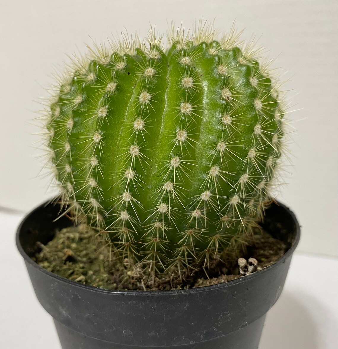 Medium Cactus Plant. The Medium Echinopsis Spachiana Cactus. A | Etsy