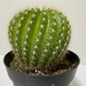 Medium Cactus Plant. the Medium Echinopsis Spachiana Cactus. A Lime ...