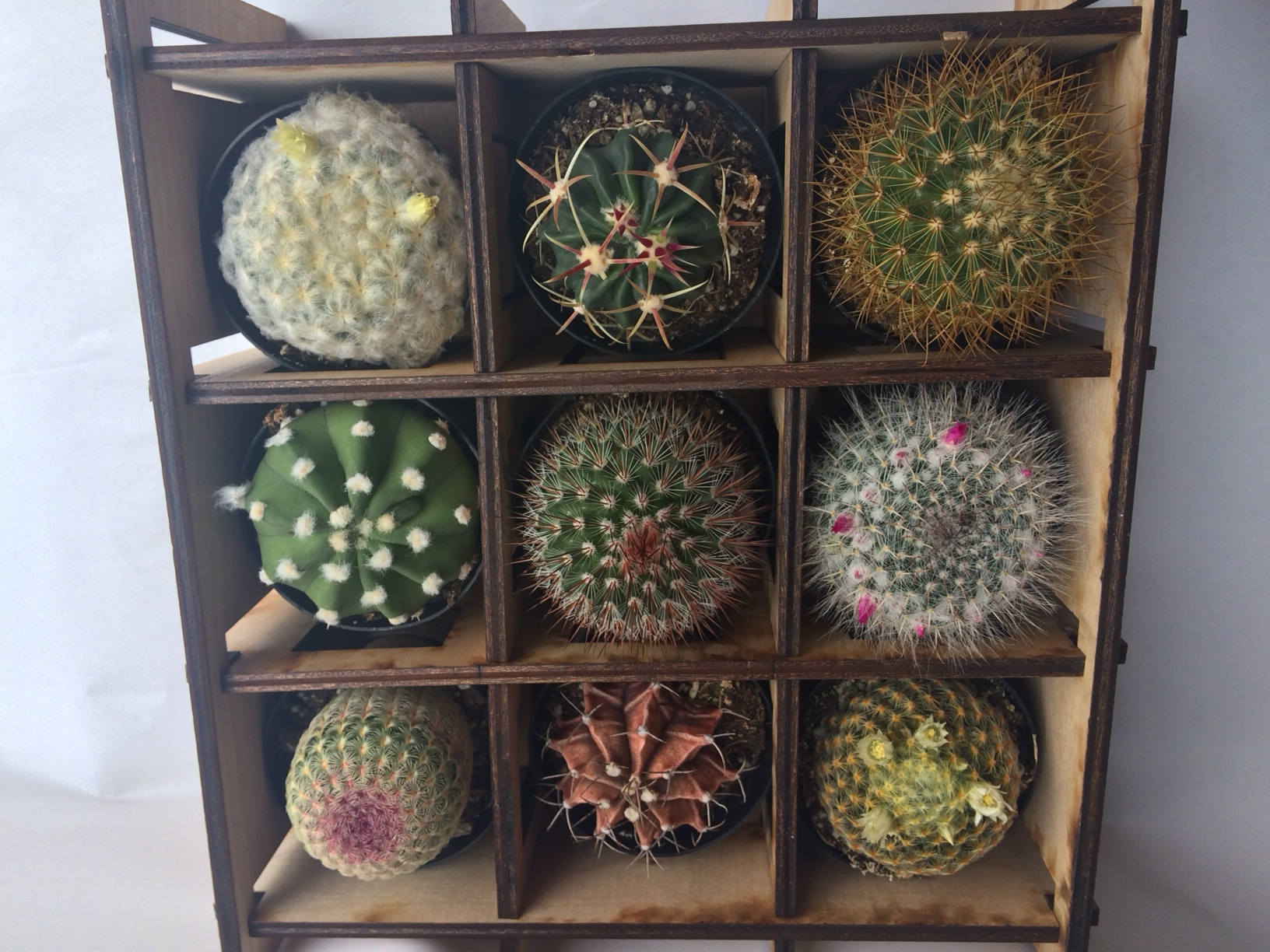Cactus Plant Nine Cacti Shadow Box Complete Kit - Etsy Australia