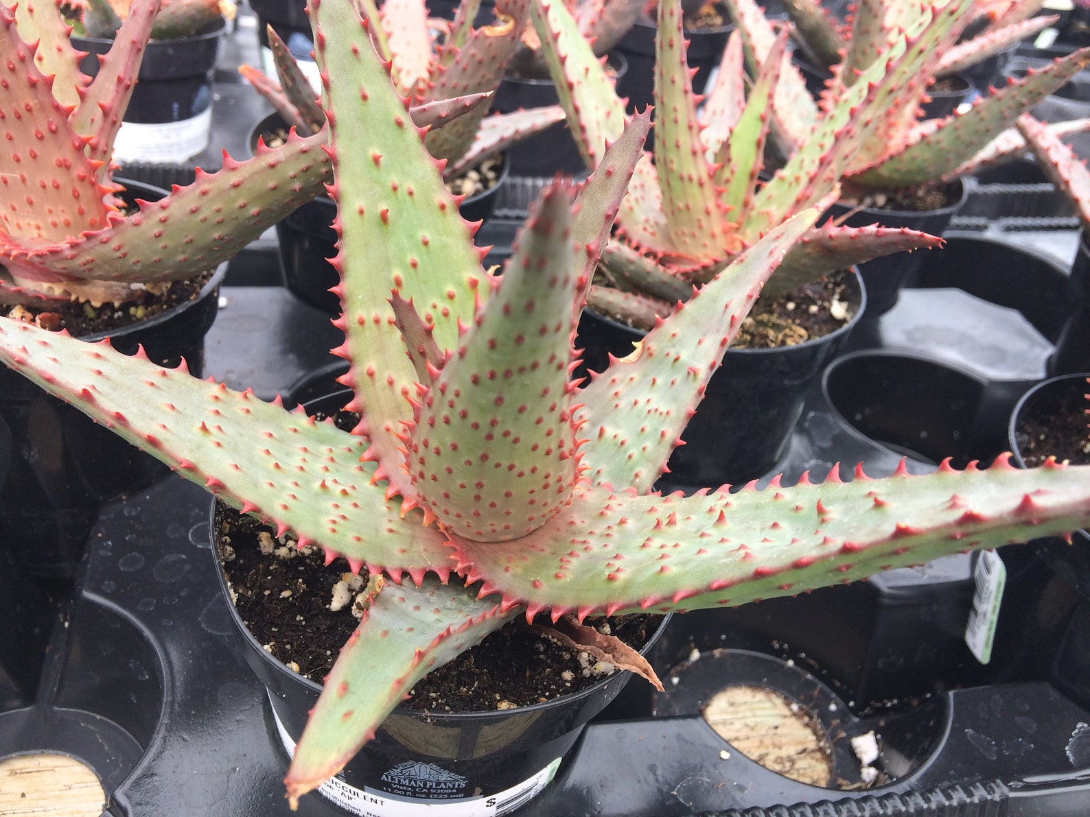 Medium Succulent Plant. Aloe AJR. Limited and Beautiful Plant. | Etsy