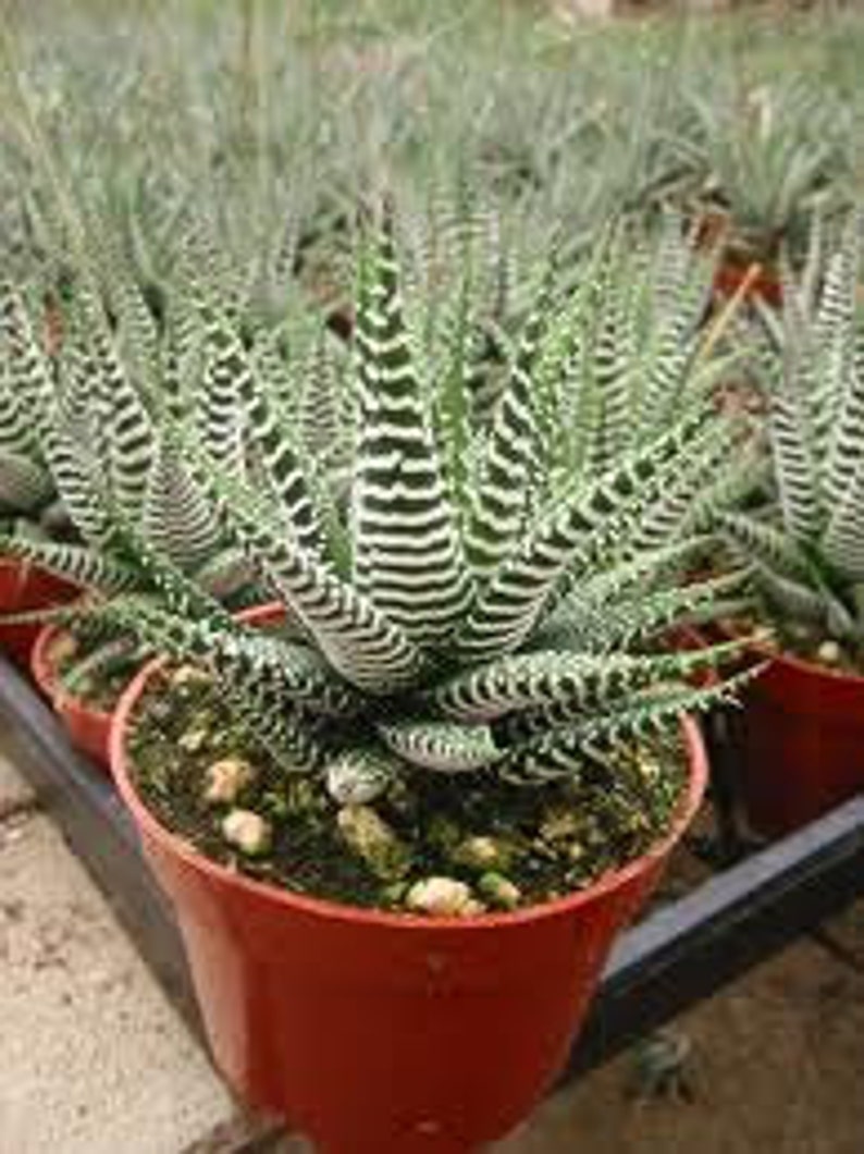 Petite plante succulente. Plante zébrée. Rosette verticale | Etsy