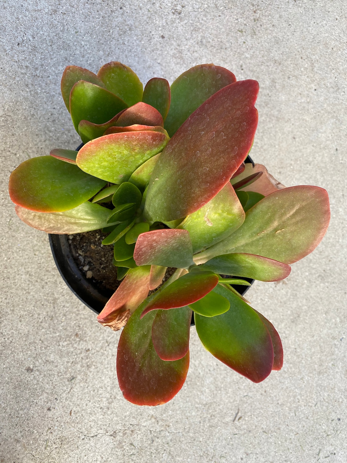 Mature Succulent Plant Kalanchoe 'Dragonfire'. A | Etsy