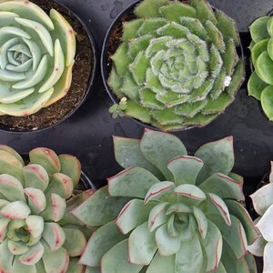 Succulent Plants. Gorgeous Echeveria Succulent 12 Plant Assortment ...