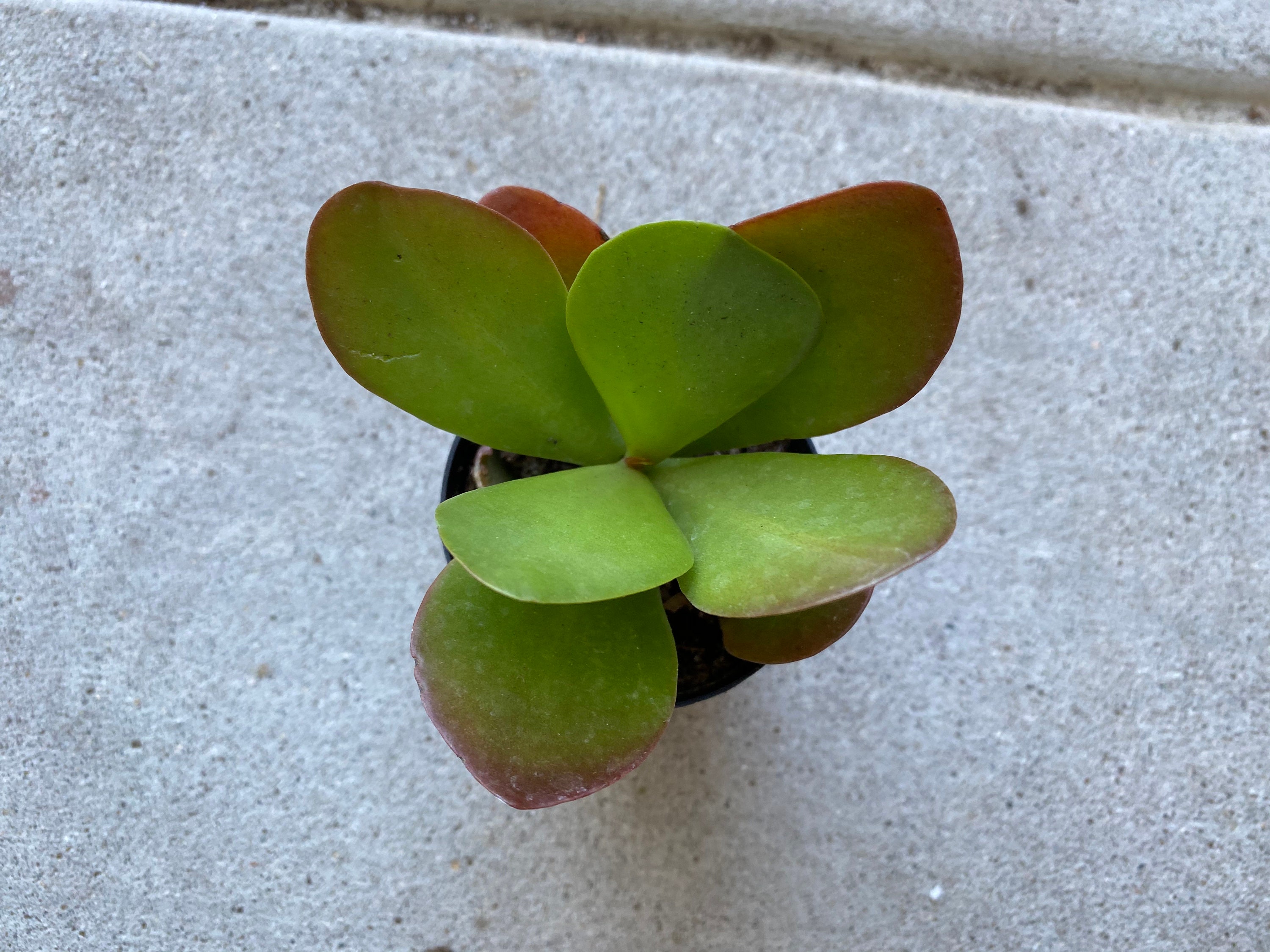 Small Succulent Plant Kalanchoe 'dragonfire'. A | Etsy