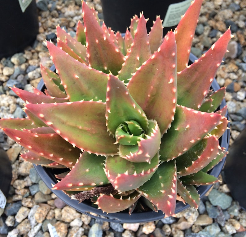 Mature Gold Tooth Aloe. A Beautiful Rosette Shaped Aloe. - Etsy