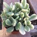 Small Cactus Plant. White Angel Wing Cactus. Also Called White Bunny ...