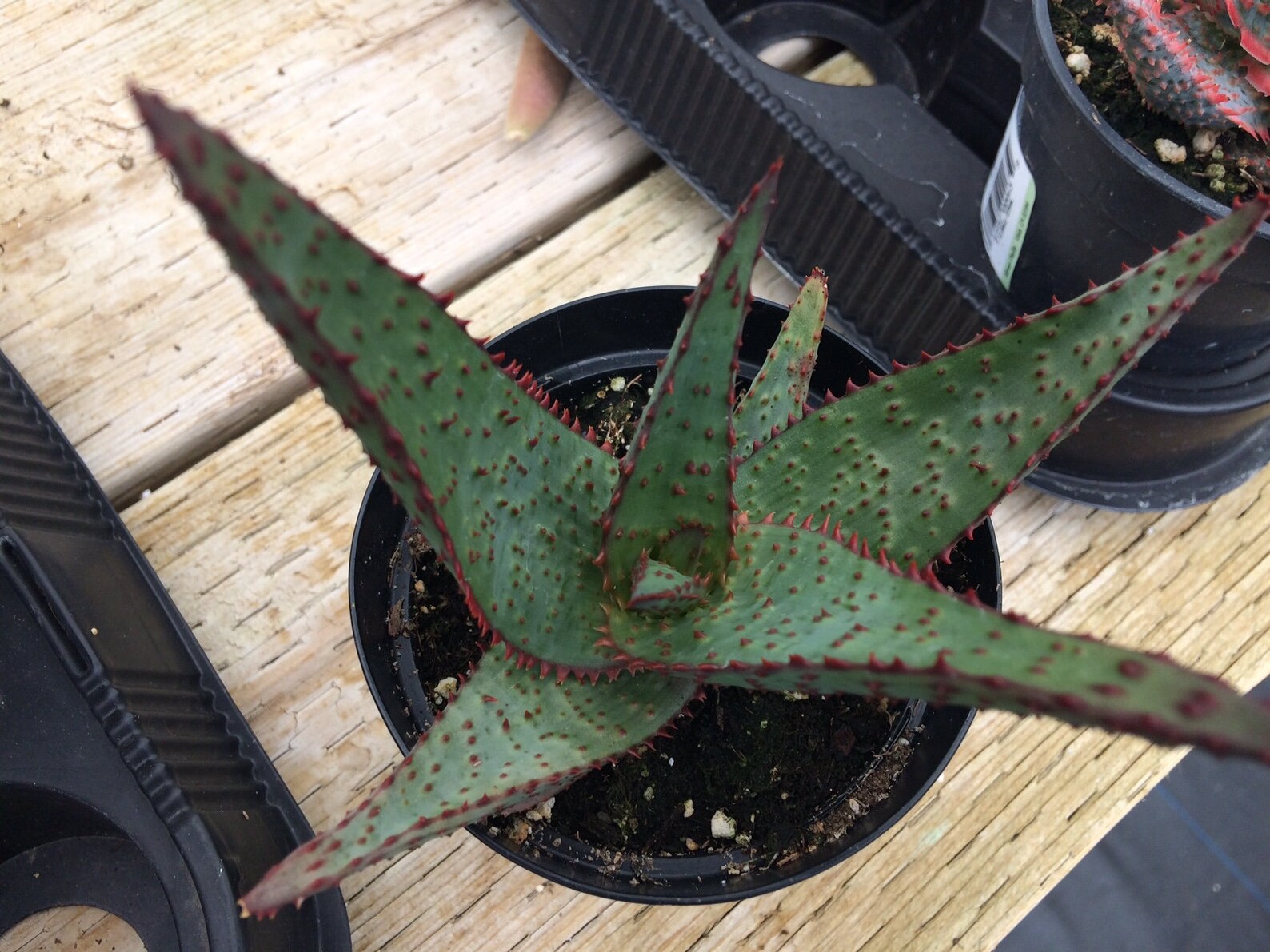 Medium Succulent Plant. Aloe AJR. Limited and Beautiful Plant. | Etsy