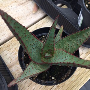 Medium Succulent Plant. Aloe AJR. Limited and Beautiful Plant. - Etsy