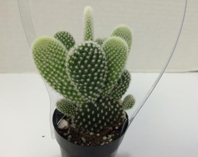 Small Cactus Plant. White Angel Wing Cactus. Also Called White Bunny ...