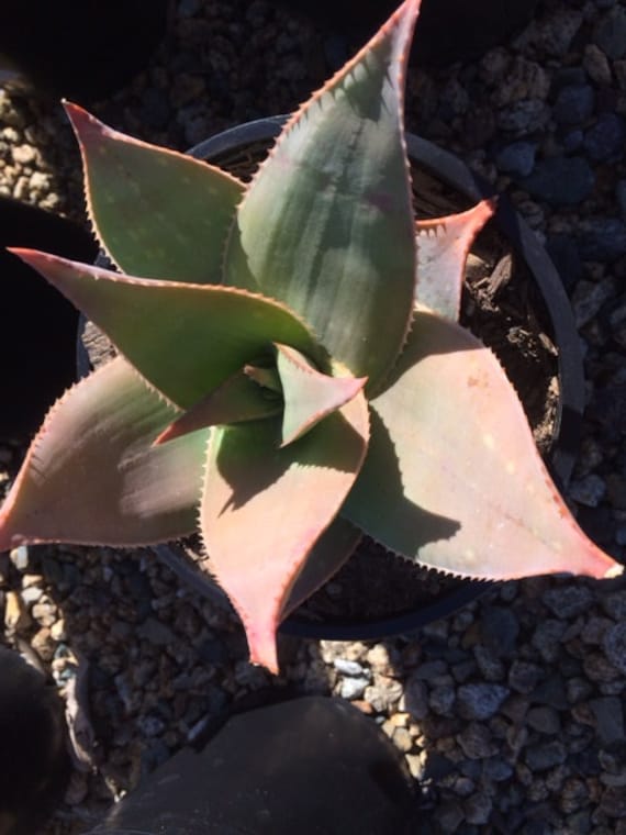 Aloe Striata Hybrid