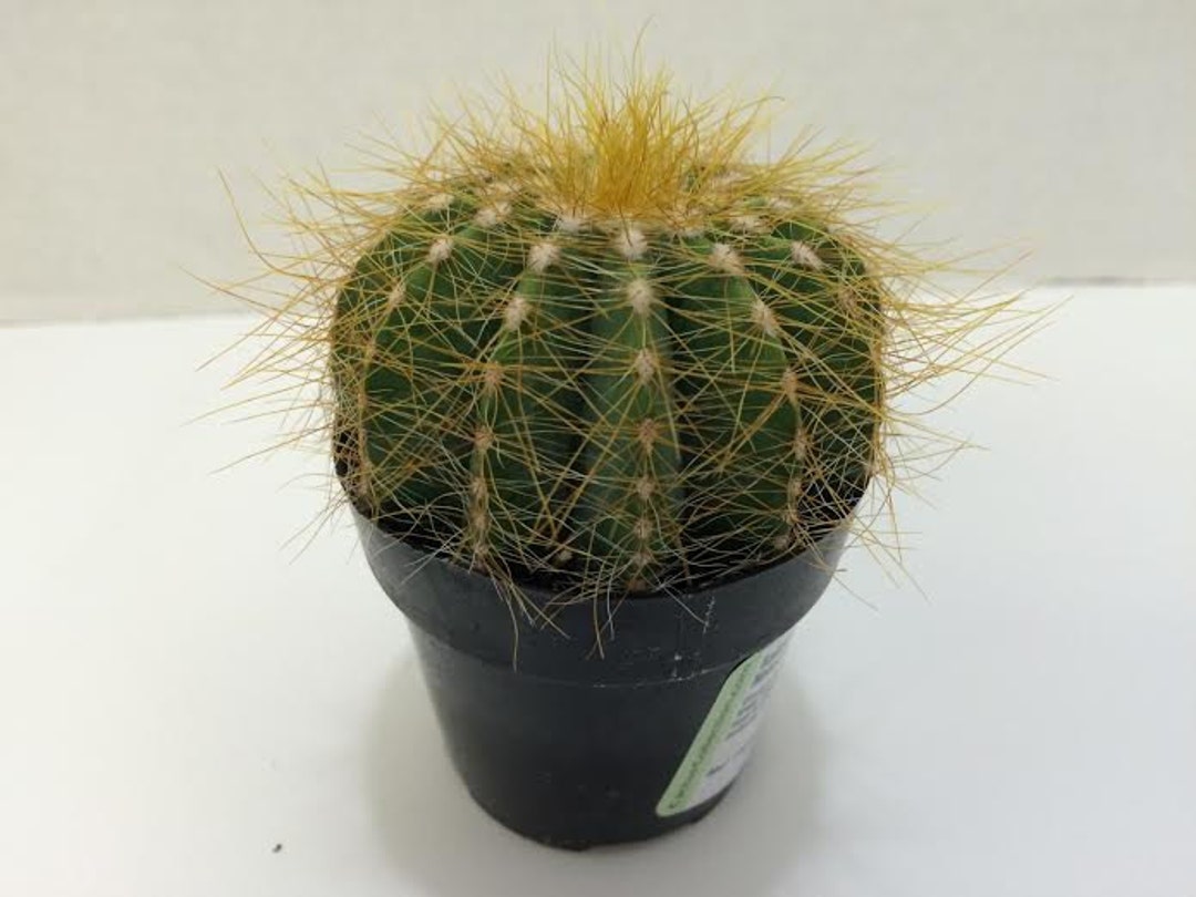 Cactus Plant. the Small Balloon Cactus is a Spherical Shaped Plant With ...