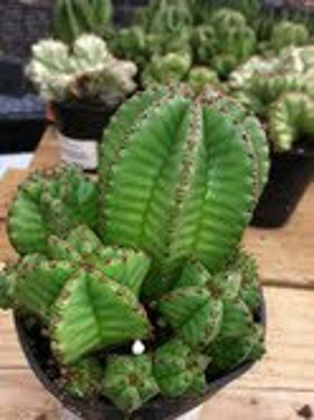 Cactus Plant. Small Tanzanian Zipper Cactus. the Edges of This Fleshy ...