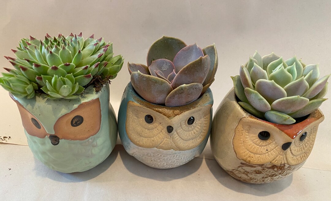 Succulent Plant Large Glass Bowl Planter DIY Complete Kit. - Etsy