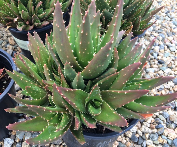 Mature Gold Tooth Aloe. A Beautiful Rosette Shaped Aloe. | Etsy