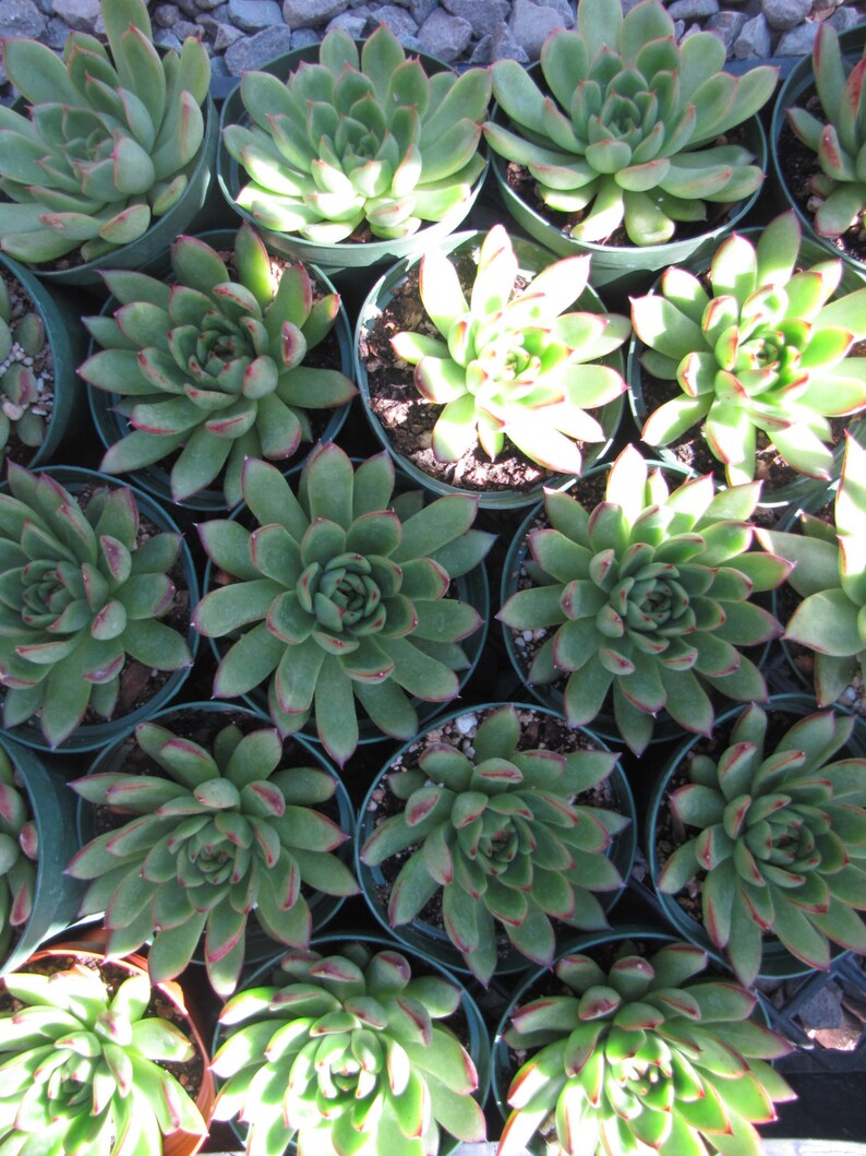 Medium Succulent Plant Agavoides Pulidonis - Etsy
