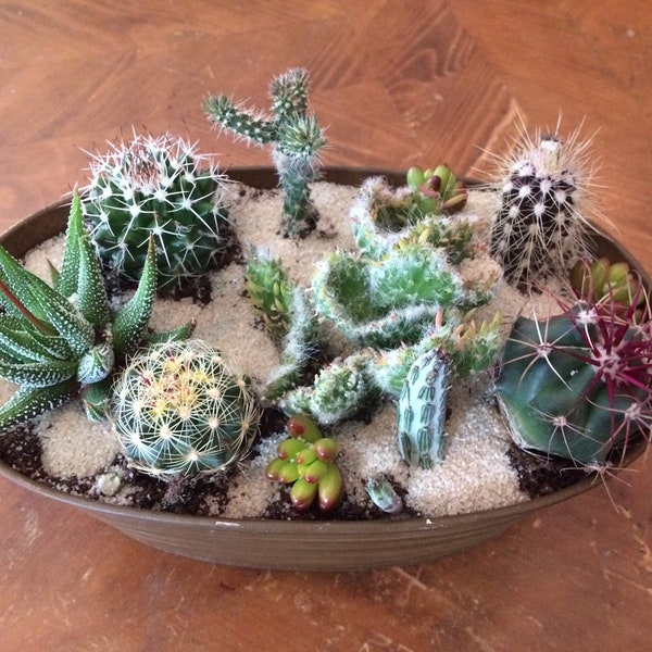 Cactus Arrangement - Etsy