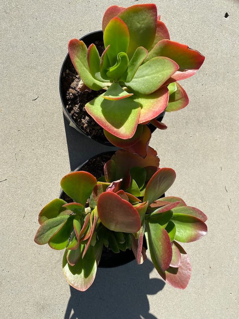 Mature Succulent Plant Kalanchoe 'dragonfire'. A - Etsy