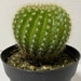 Medium Cactus Plant. the Medium Echinopsis Spachiana Cactus. A Lime ...
