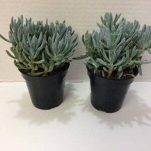 Medium Succulent Plant Senecio Repens Blue Chalk Sticks | Etsy