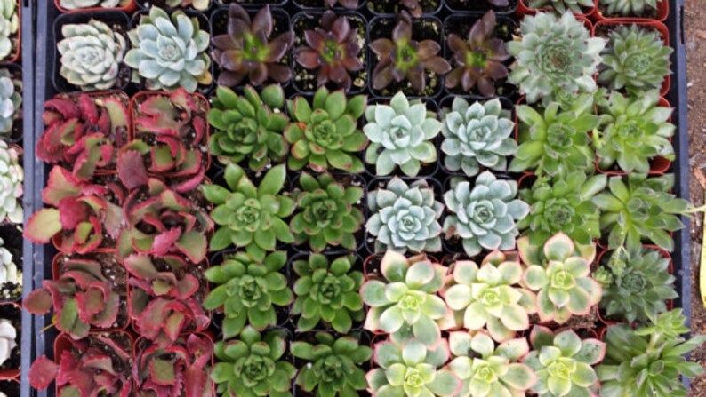 Succulent Plant. Assortment for 100 Succulent Plants Hand Pick - Etsy