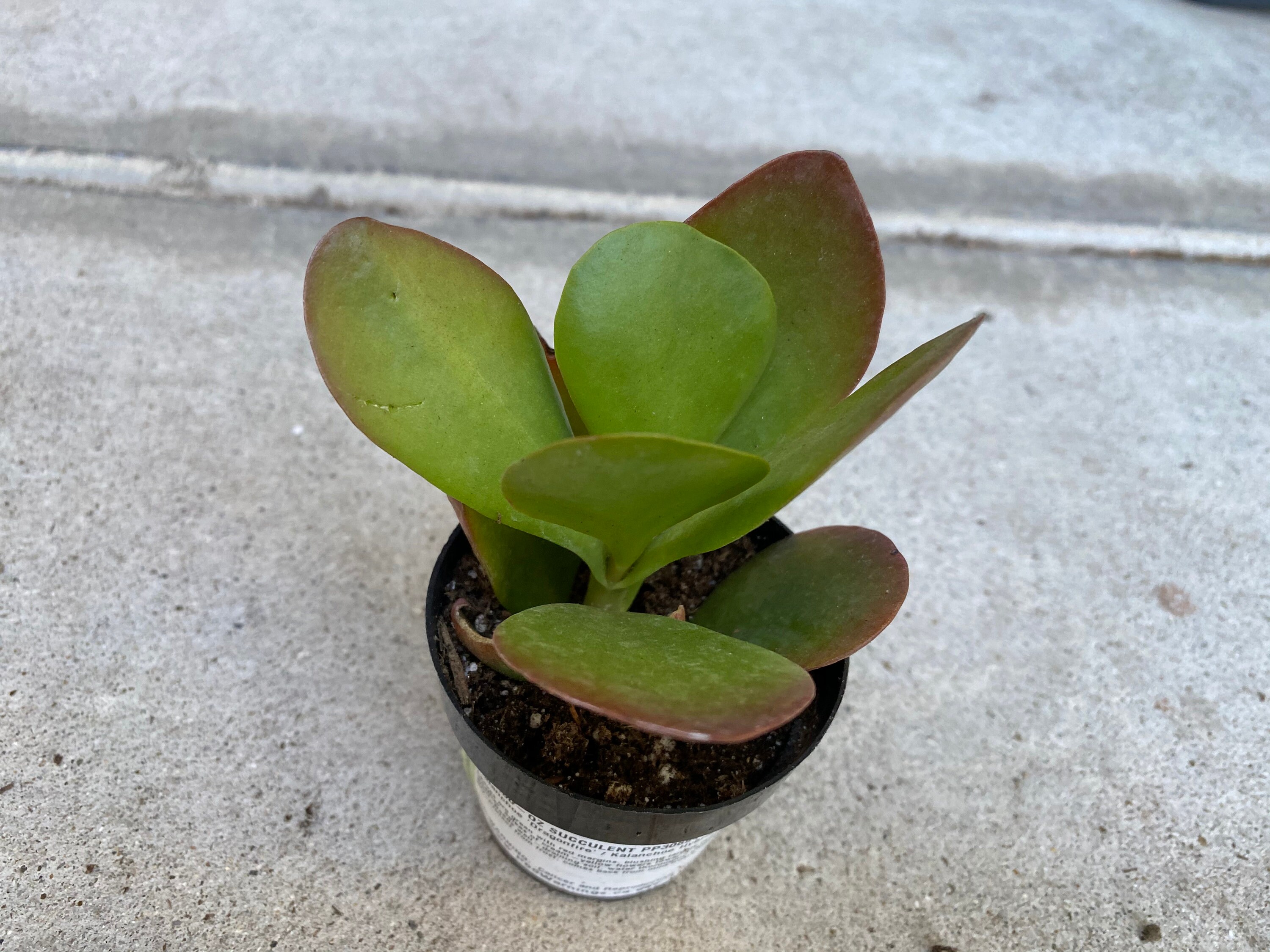 Small Succulent Plant Kalanchoe 'dragonfire'. A | Etsy
