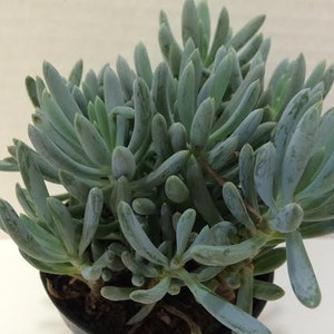 Medium Succulent Plant Senecio Repens Blue Chalk Sticks | Etsy