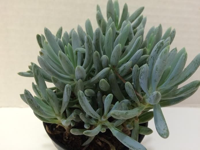 Medium Succulent Plant Senecio Repens Blue Chalk Sticks - Etsy