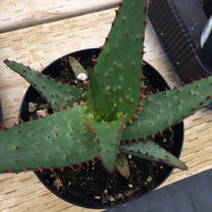 Medium Succulent Plant. Aloe AJR. Limited and Beautiful Plant. - Etsy